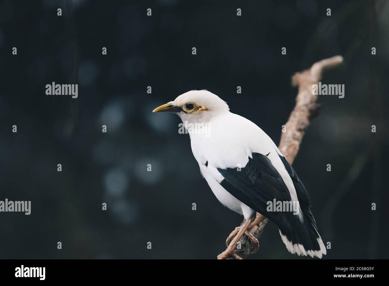 White Myna or Black Winged Myna (Acridotheres Melanopterus) on the ...