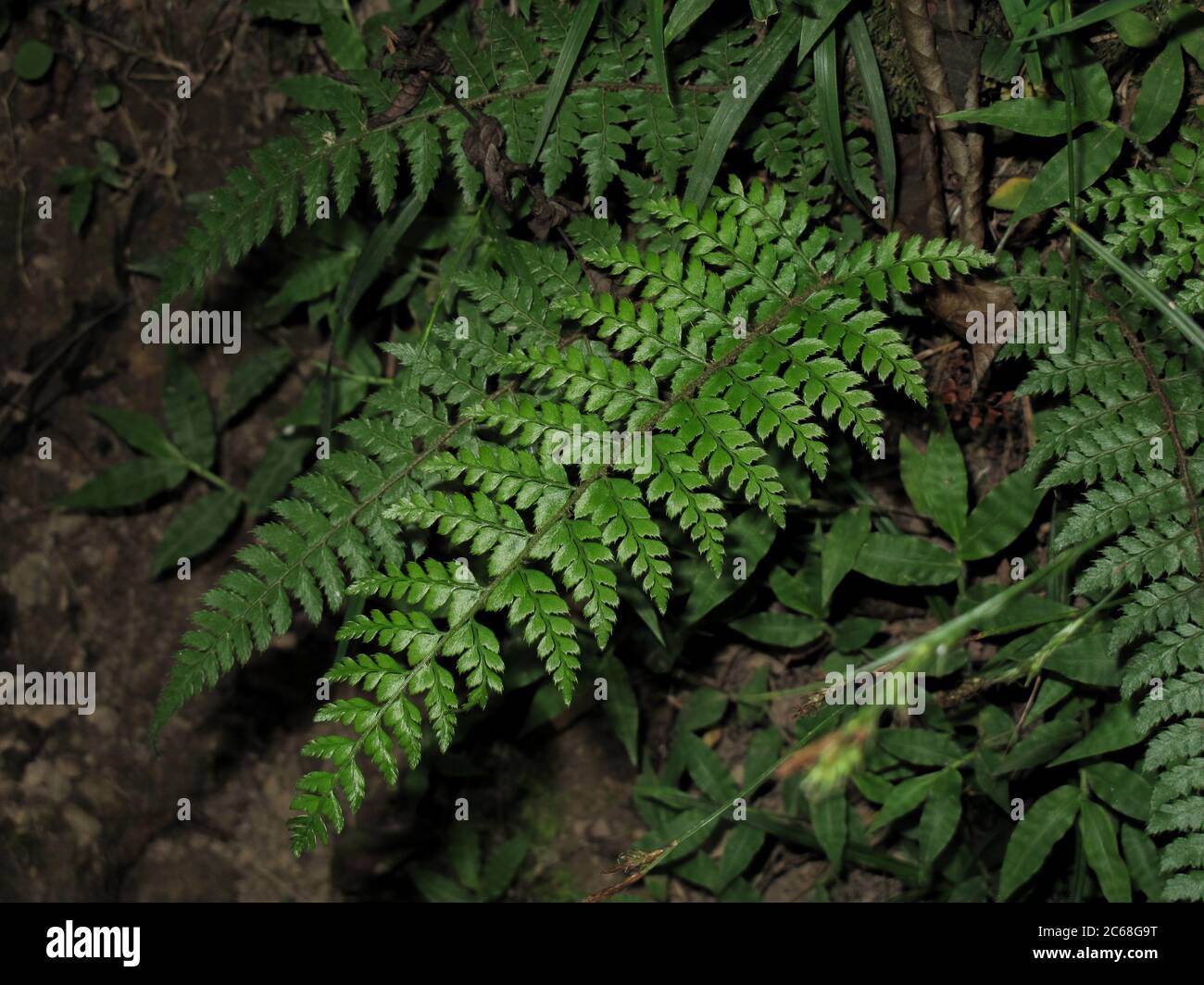 Bracken fern leaves in Wet forest in spring. Pteridium aquilinum. Fresh ...