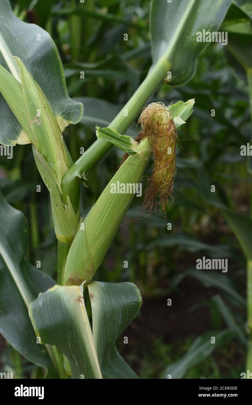 Arizona cornfield hi-res stock photography and images - Alamy