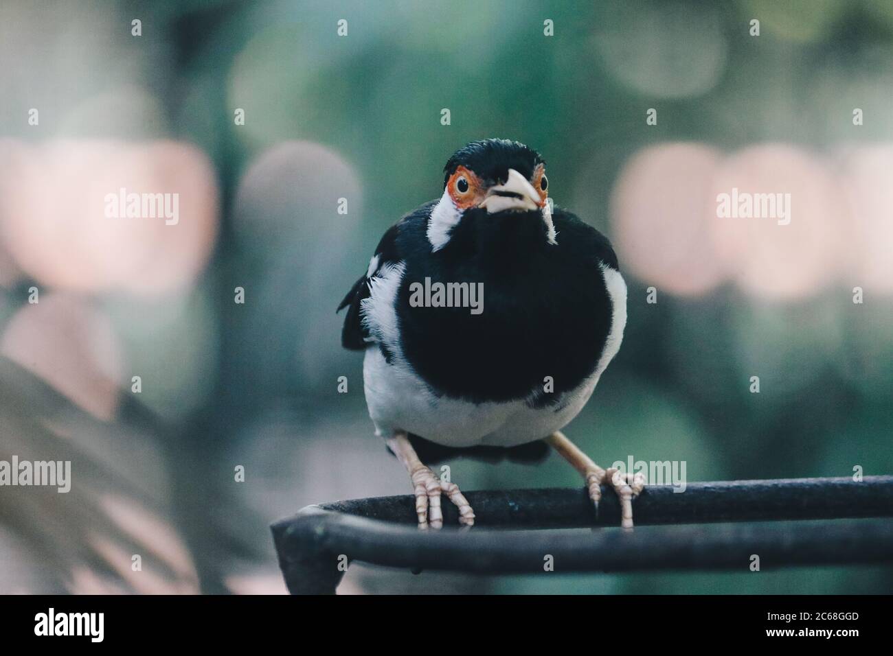 The pied myna or Asian pied starling or Jalak Suren (Gracupica contra ...