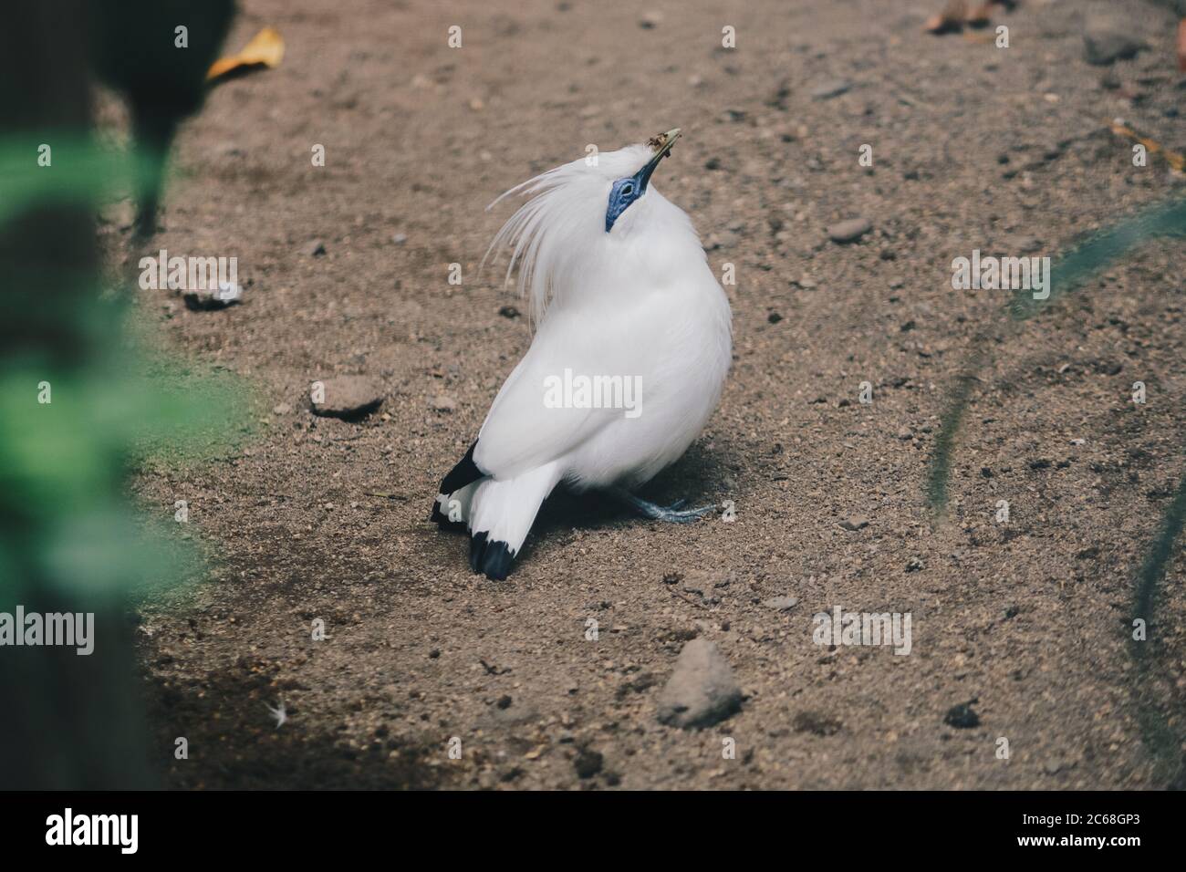 Bali Myna (Leucopsar rothschildi) or Jalak Bali. Endangered and endemic ...