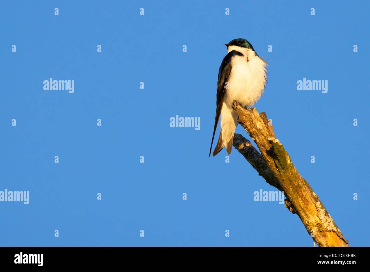 Tree swallow (Tachycineta bicolor), Ankeny National Wildlife Refuge ...