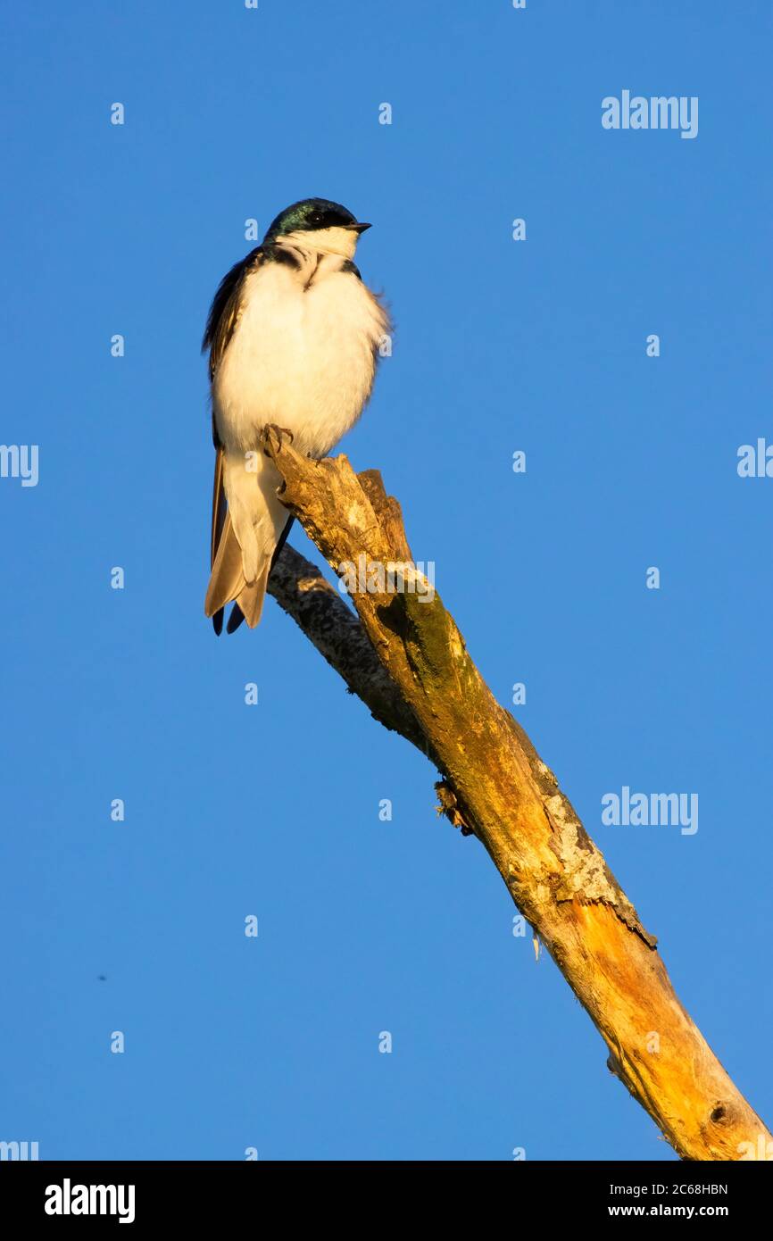 Tree swallow (Tachycineta bicolor), Ankeny National Wildlife Refuge ...