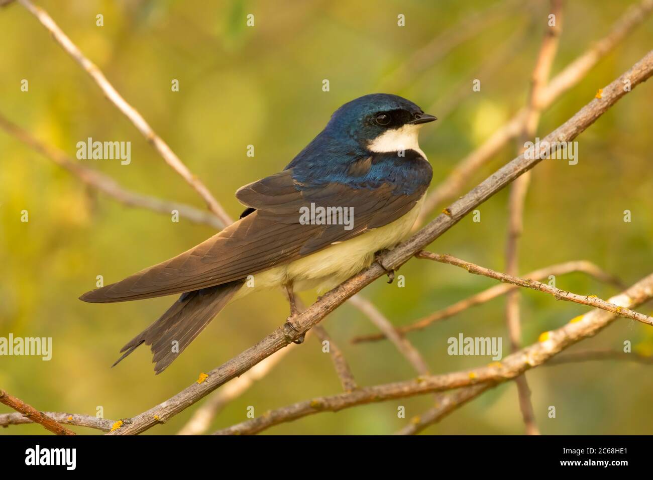 Tree swallow (Tachycineta bicolor), Willow Lake Wastewater Pollution ...