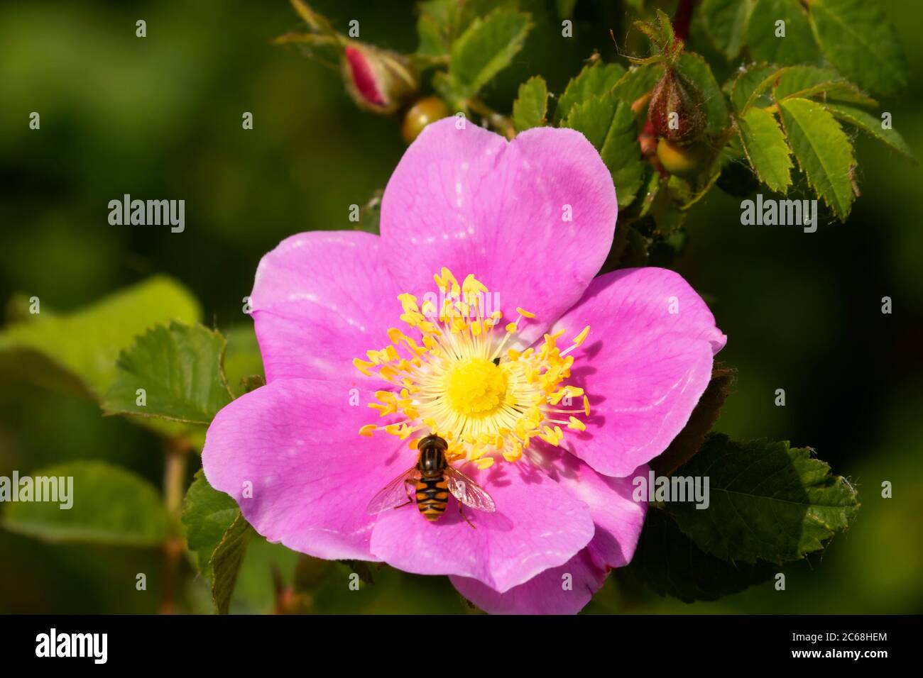 Wild rose with native bee, Willow Lake Wastewater Pollution Control ...