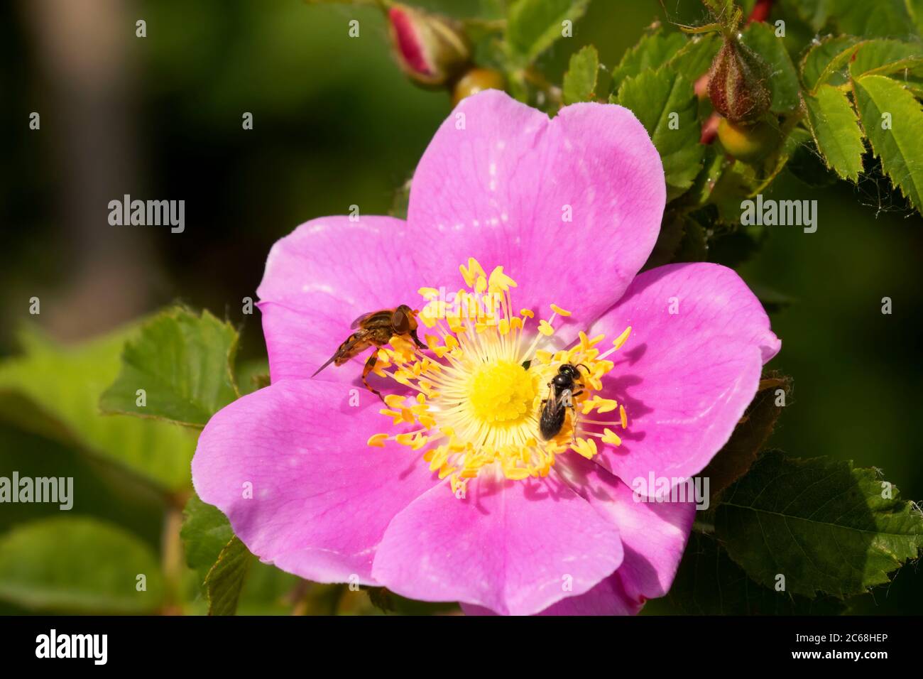 Wild rose with native bee, Willow Lake Wastewater Pollution Control ...