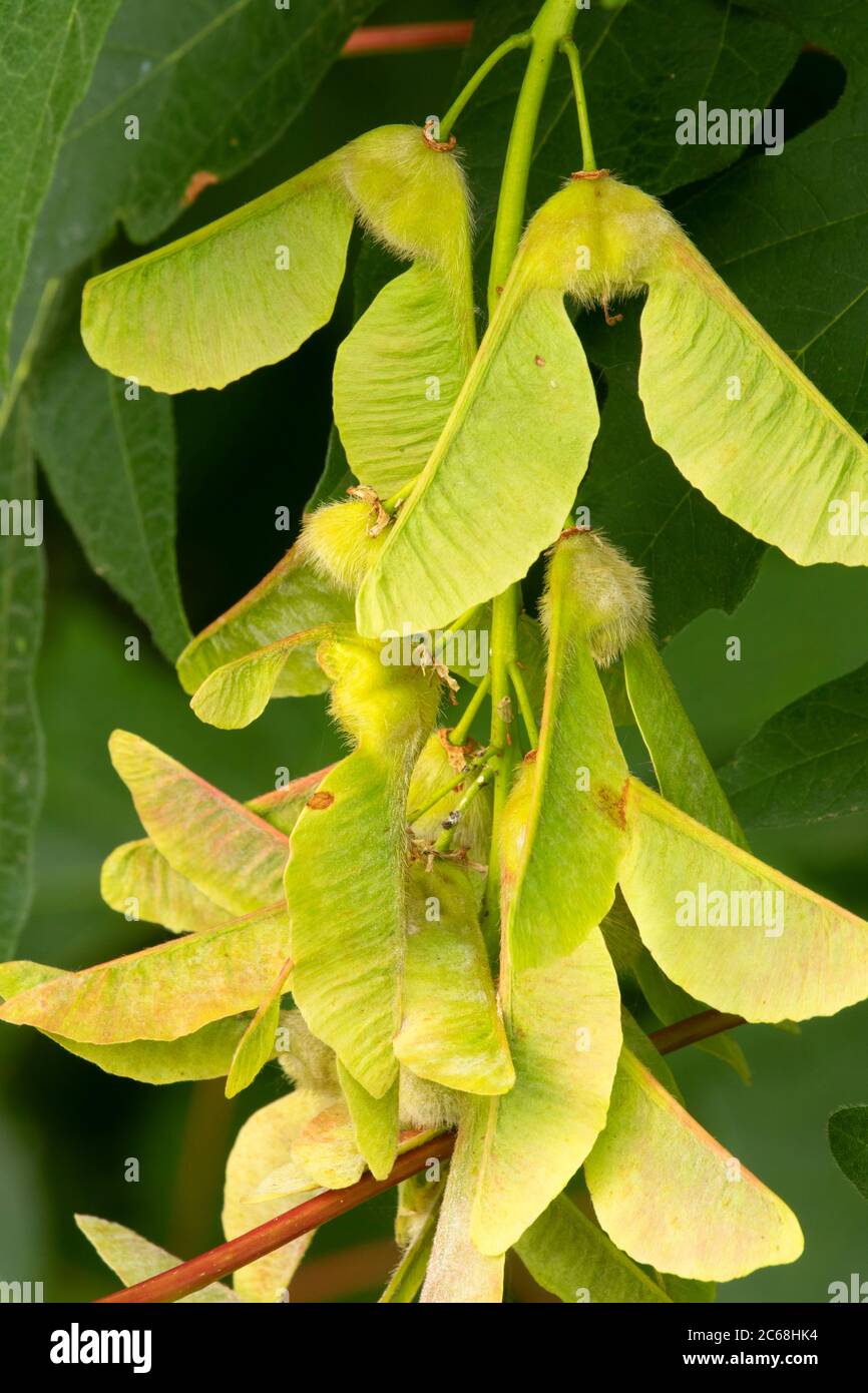 Bigleaf maple (Acer macrophyllum) seeds, Willow Lake Wastewater ...