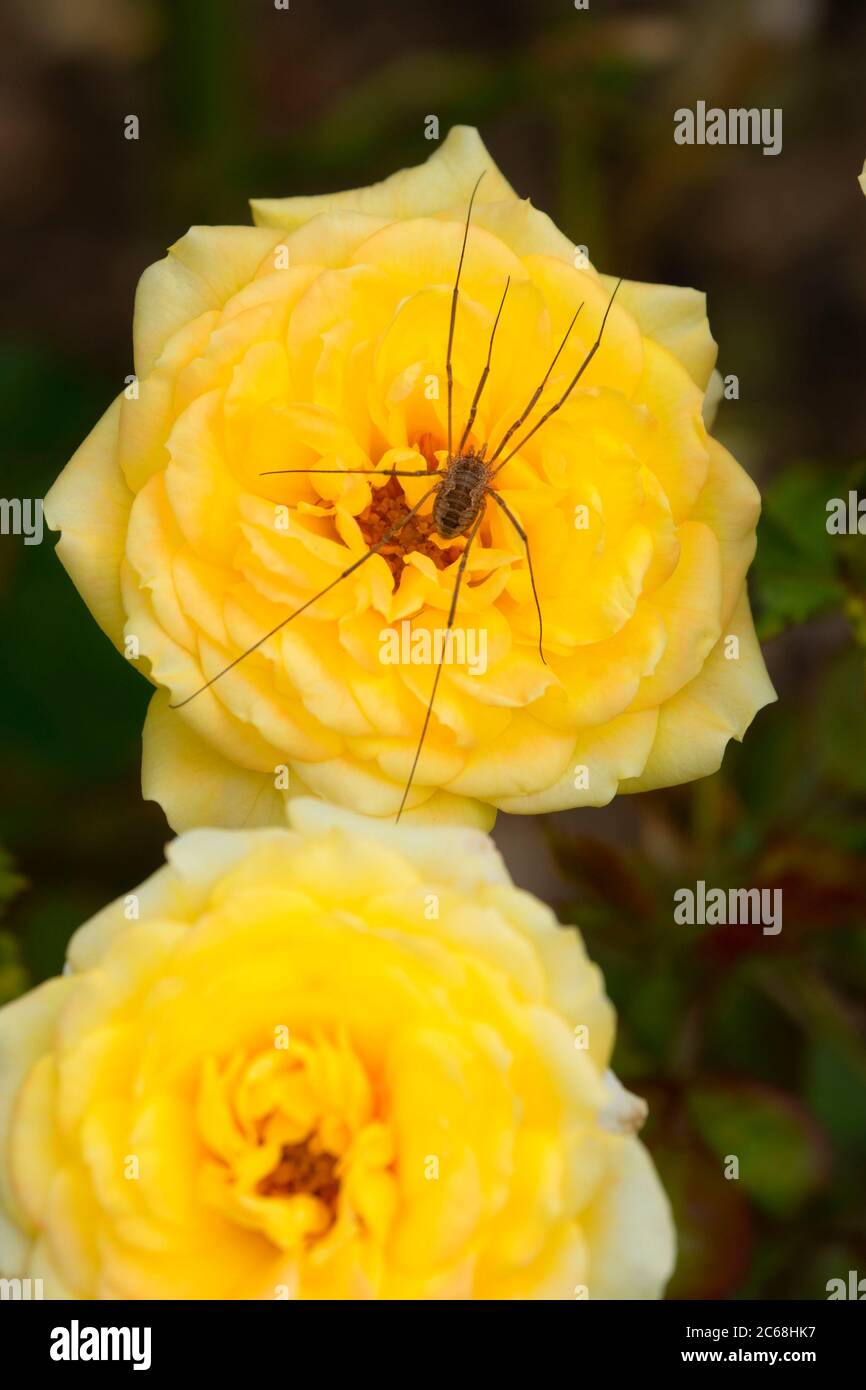 Harvestmen hi-res stock photography and images - Alamy