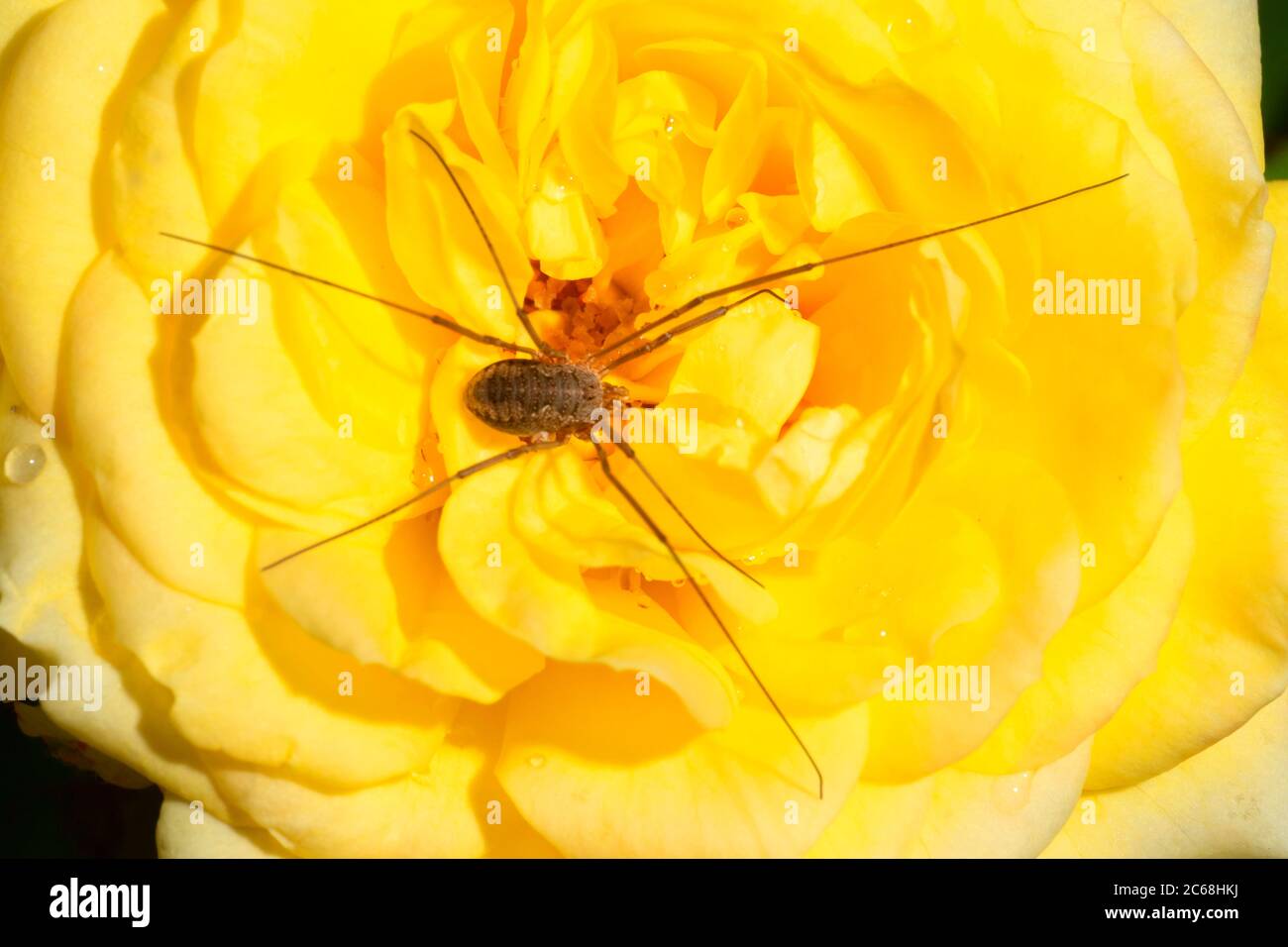 Harvestmen on Golden Trust rose, Bushs Pasture Park, Salem, Oregon ...