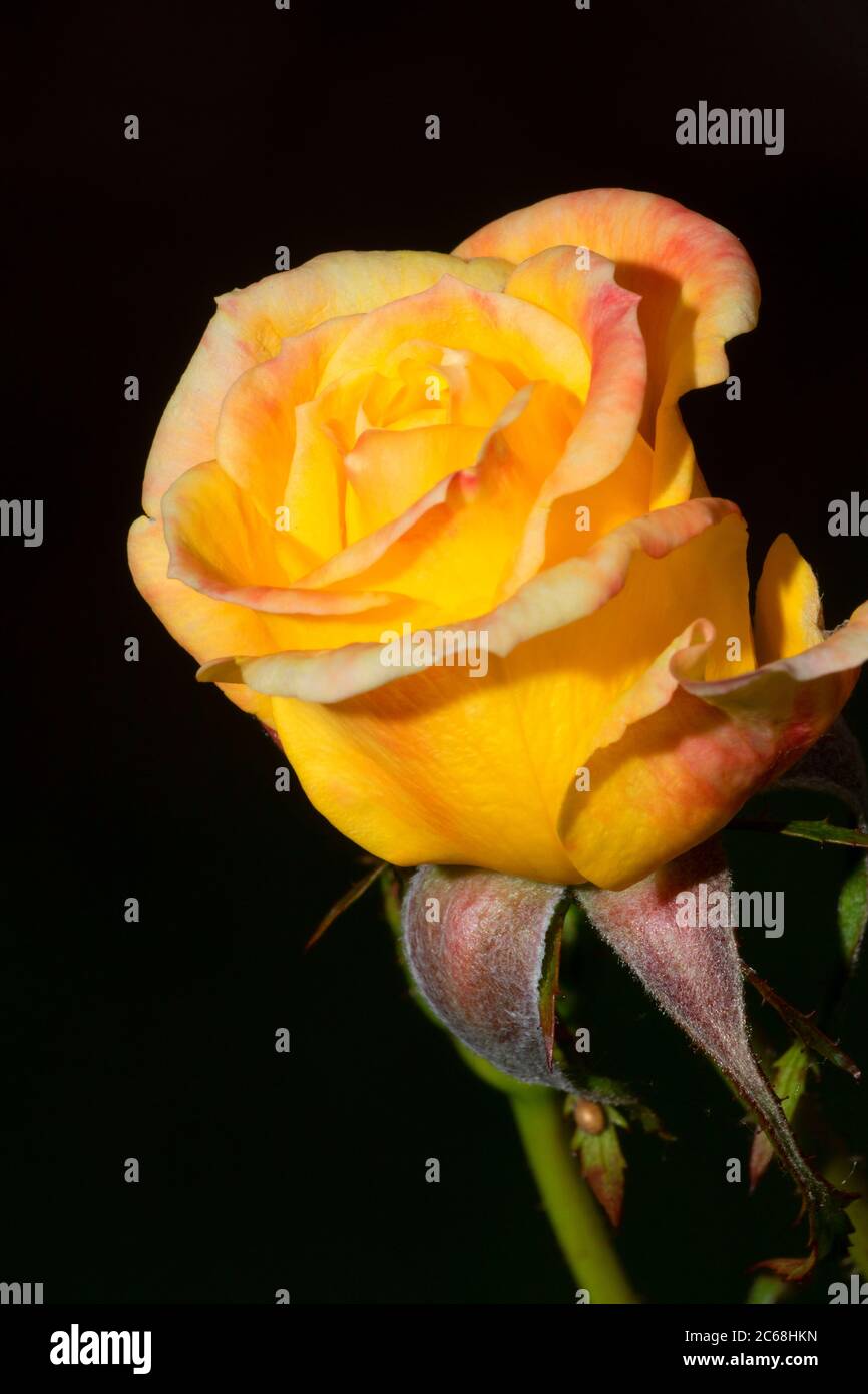 Trust park hi-res stock photography and images - Alamy