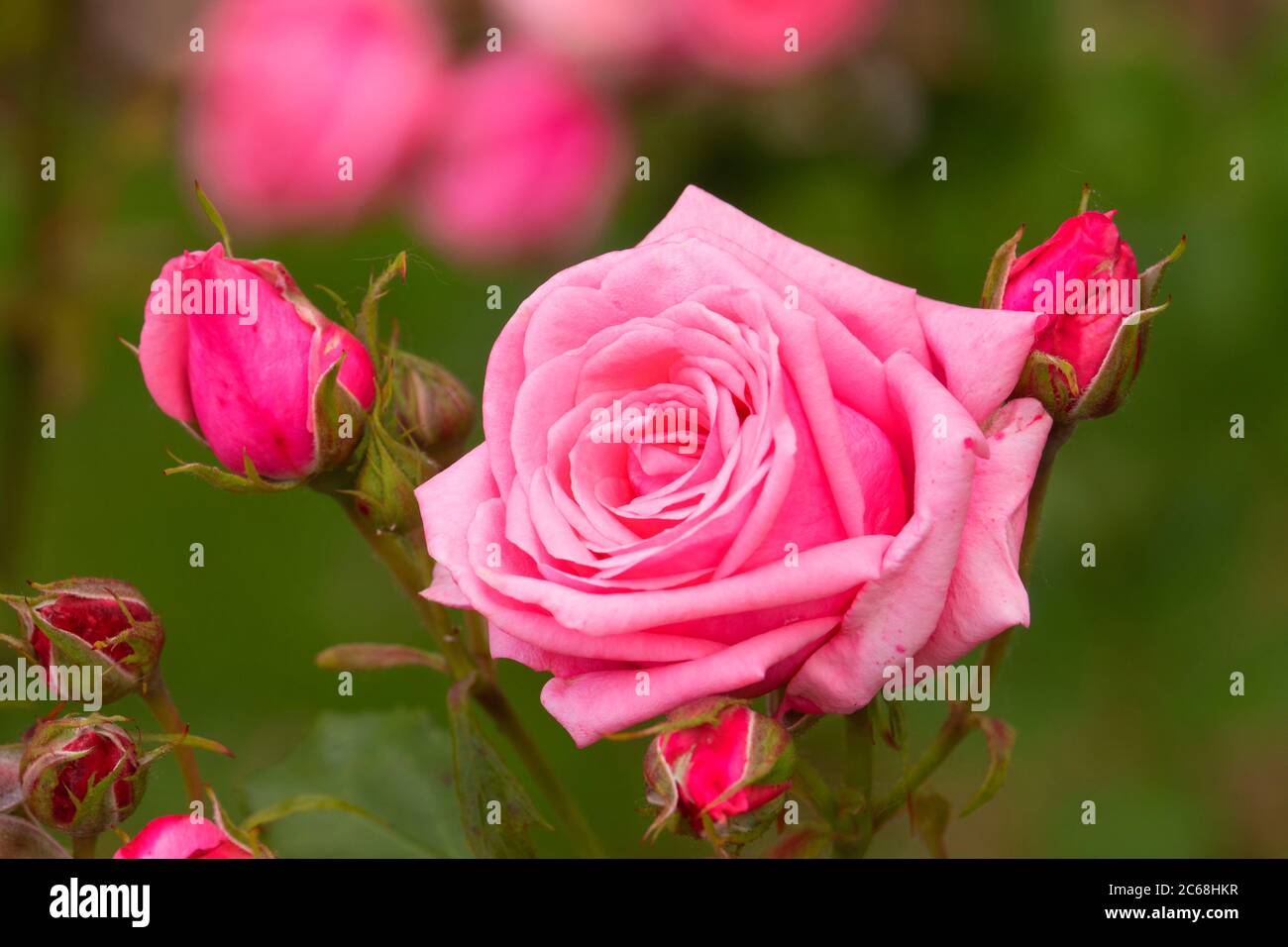 Gene Boerner rose, Bushs Pasture Park, Salem, Oregon Stock Photo - Alamy