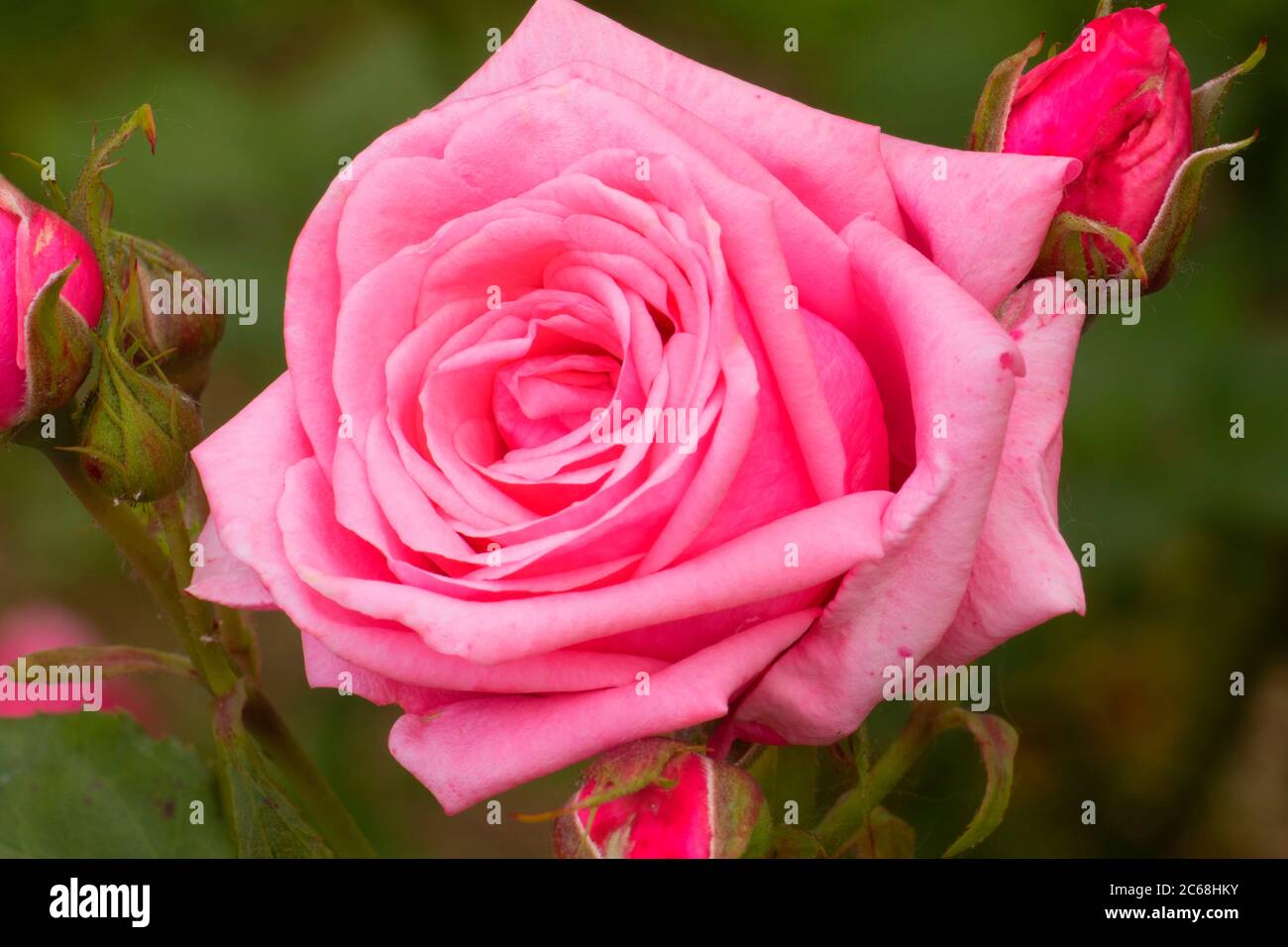 Gene Boerner rose, Bushs Pasture Park, Salem, Oregon Stock Photo - Alamy
