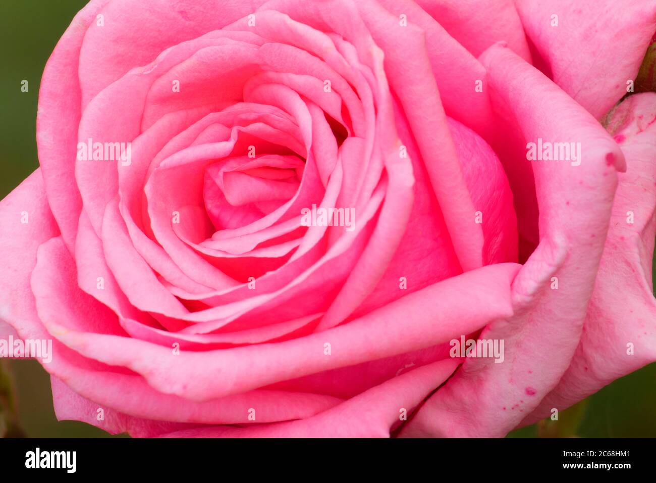 Gene Boerner rose, Bushs Pasture Park, Salem, Oregon Stock Photo - Alamy
