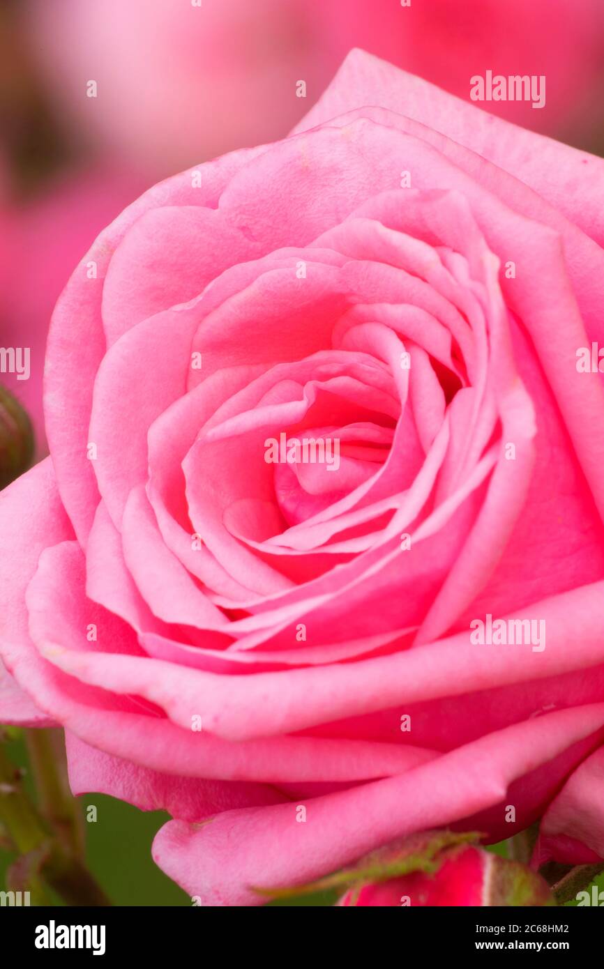 Gene Boerner rose, Bushs Pasture Park, Salem, Oregon Stock Photo - Alamy