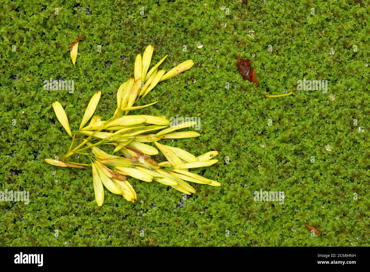 Oregon ash seeds along Rail Trail Boardwalk, Ankeny National Wildlife ...