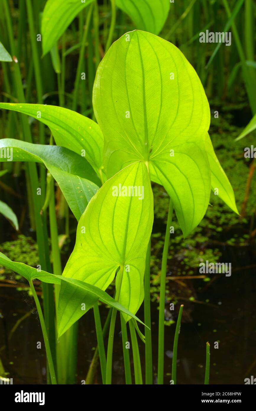 Wapato (Sagittaria latifolia) on Goose Lake, Willamette Mission State ...