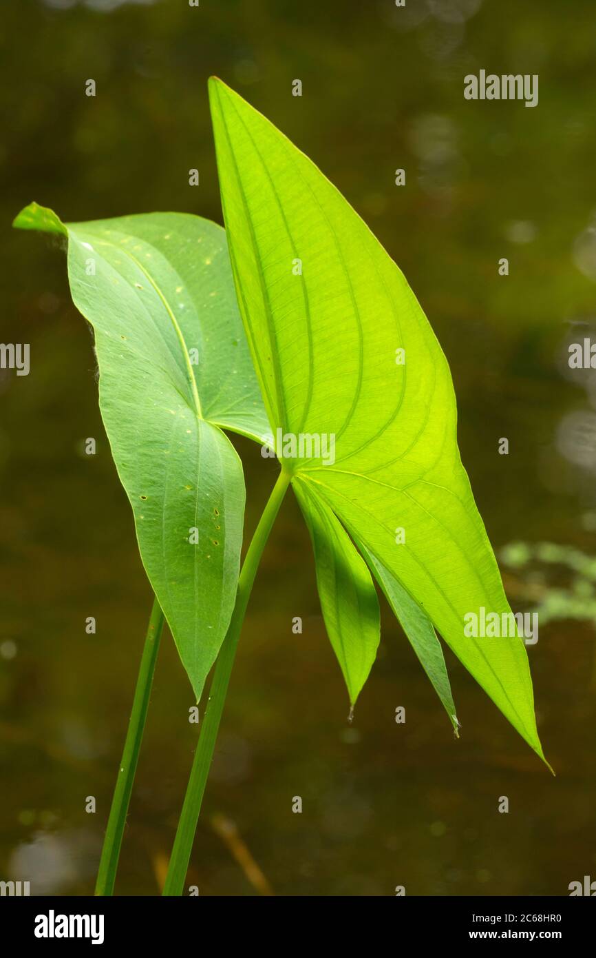 Wapato (Sagittaria latifolia) on Goose Lake, Willamette Mission State ...