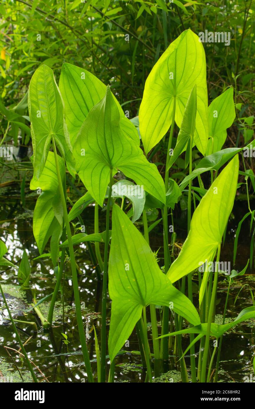 Wapato (Sagittaria latifolia) on Goose Lake, Willamette Mission State ...