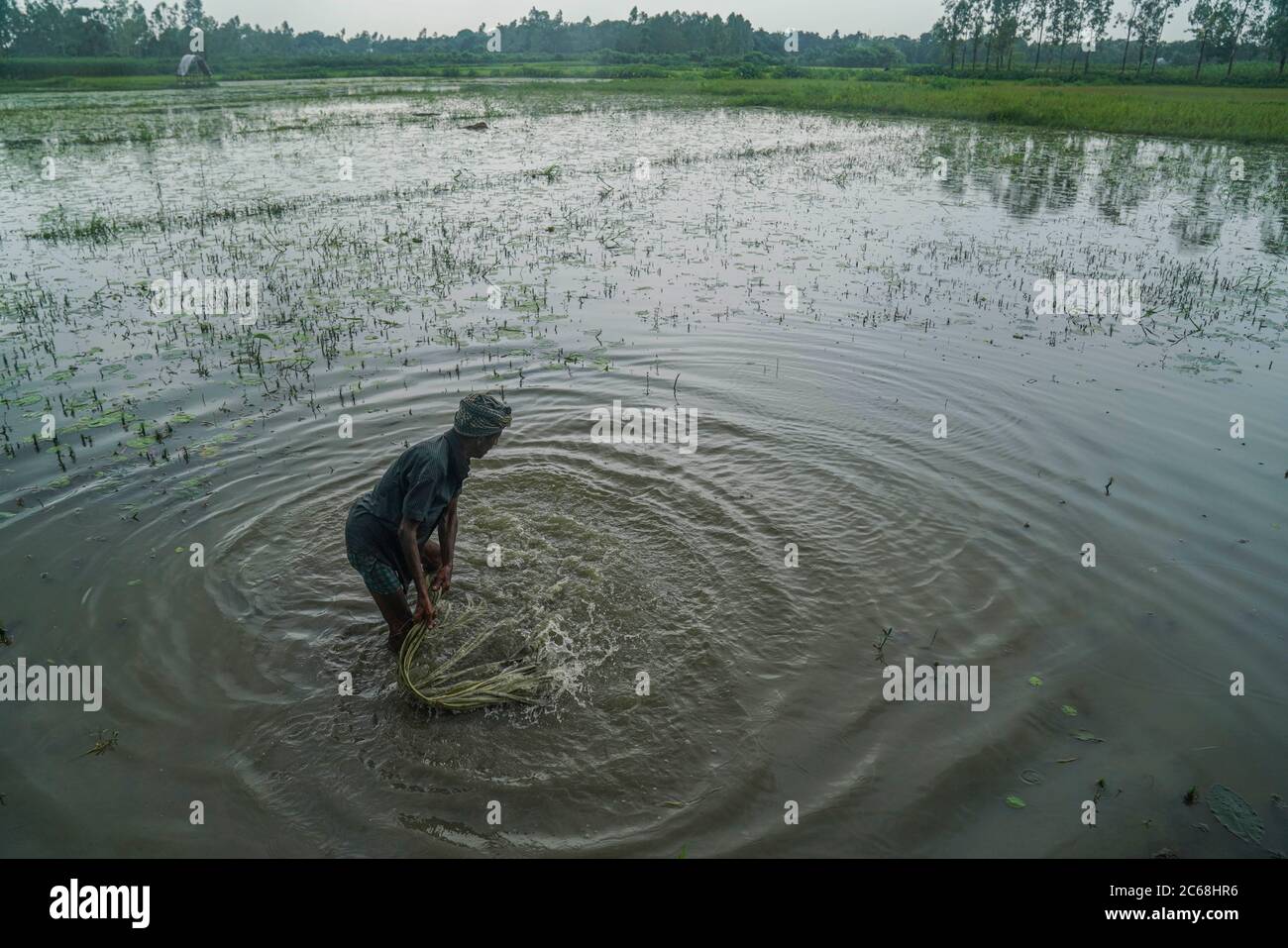 Dhaka, Bangladesh. 06th July, 2020. Bangladeshi farmers seen washing Jute in water in Dhamrai ...