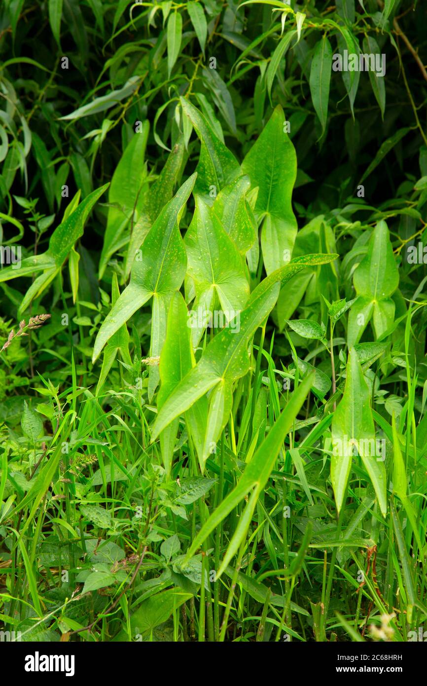 Wapato (Sagittaria latifolia) on Goose Lake, Willamette Mission State ...