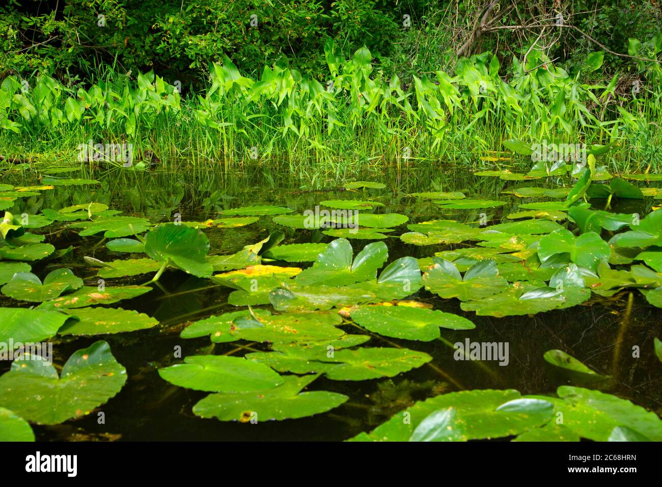 Wapato (Sagittaria latifolia) on Goose Lake, Willamette Mission State ...