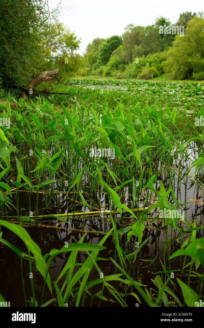 Wapato plant High Resolution Stock Photography and Images - Alamy
