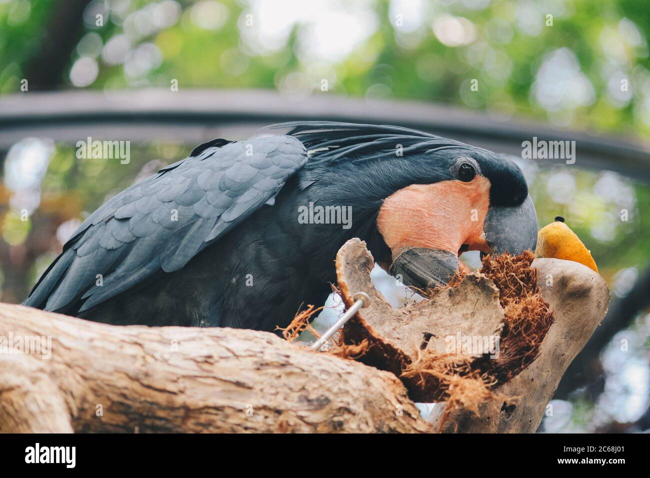 Palm cockatoo (Probosciger aterrimus) eating coconut shell. Dark parrot ...