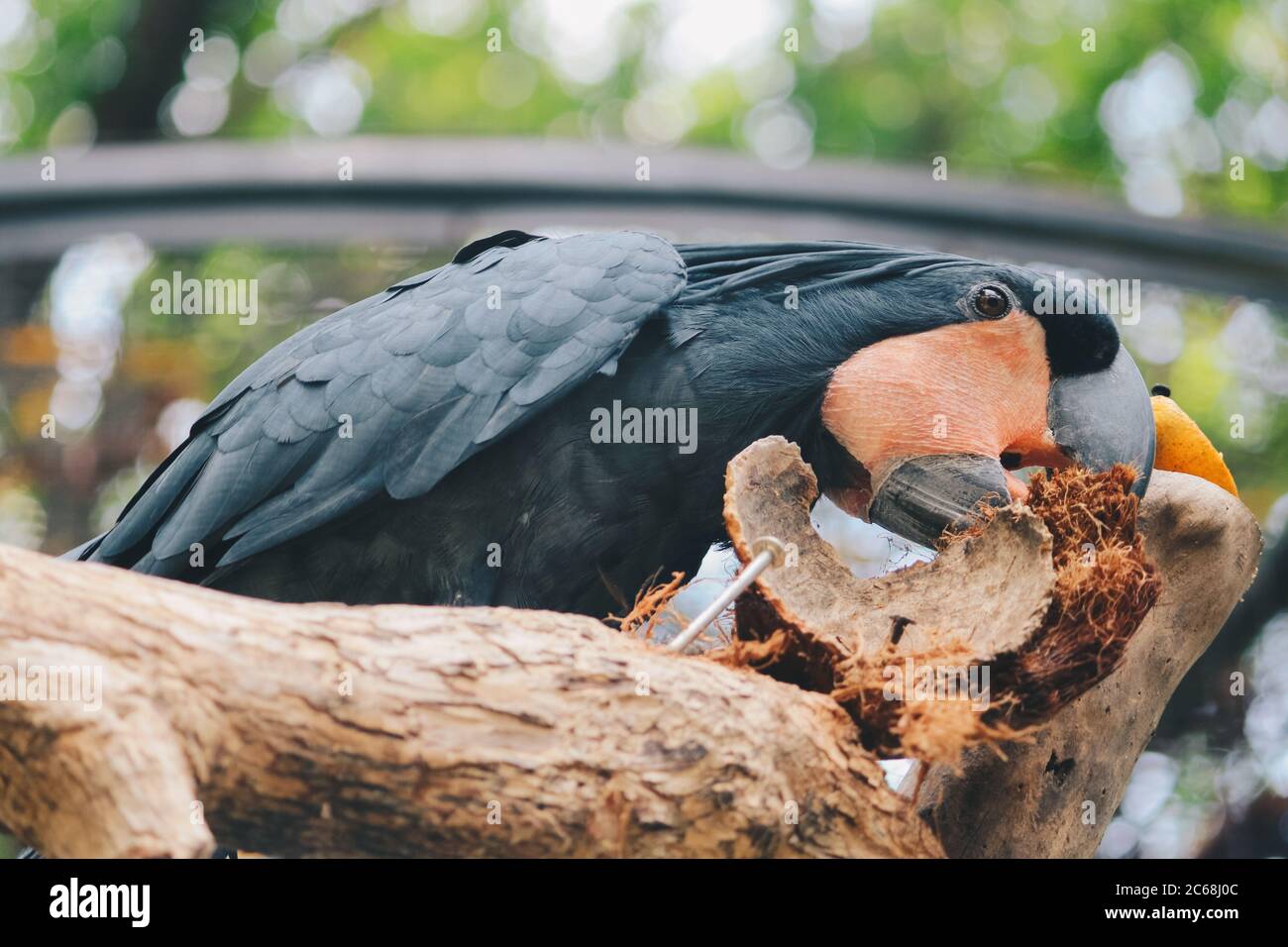 Palm cockatoo (Probosciger aterrimus) eating coconut shell. Dark parrot ...