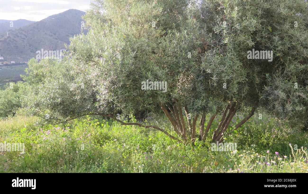 Multiple stemmed olive tree in Andalusian meadow Stock Photo - Alamy