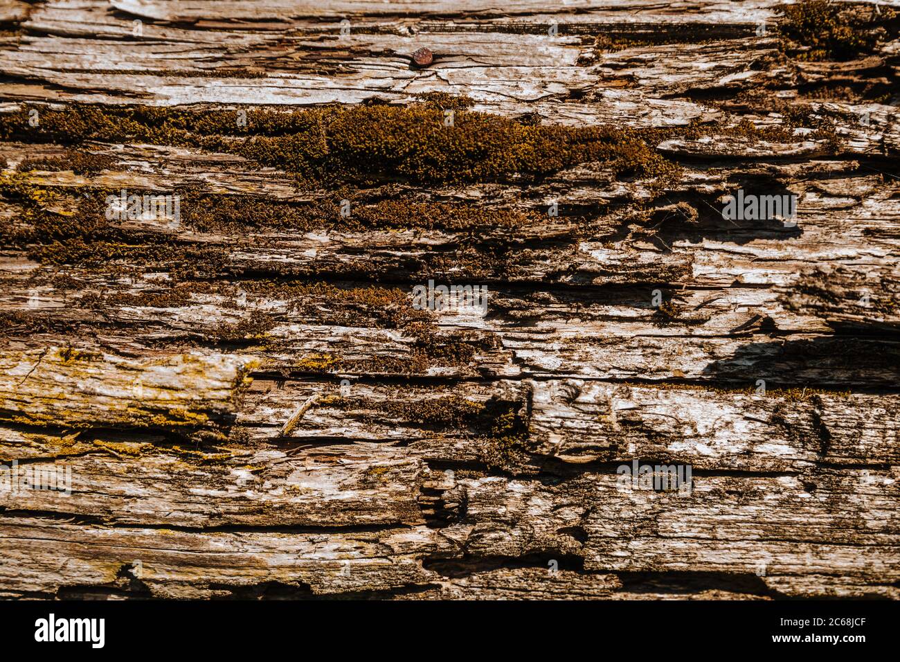 Close up texture of tree bark. Pattern of natural tree bark background ...