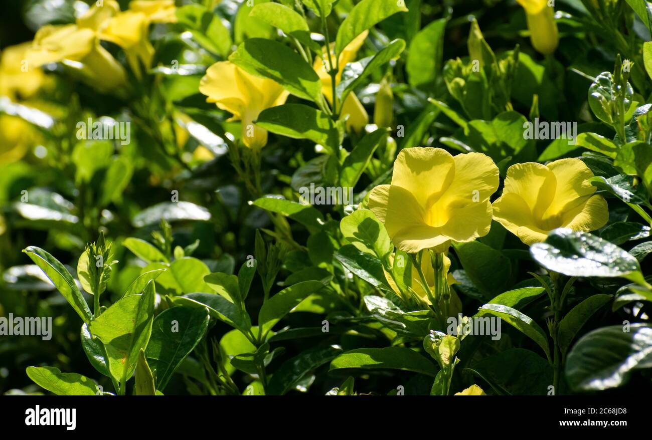Two yellow allamanda cathartica flowers, common trumpetvines or golden ...
