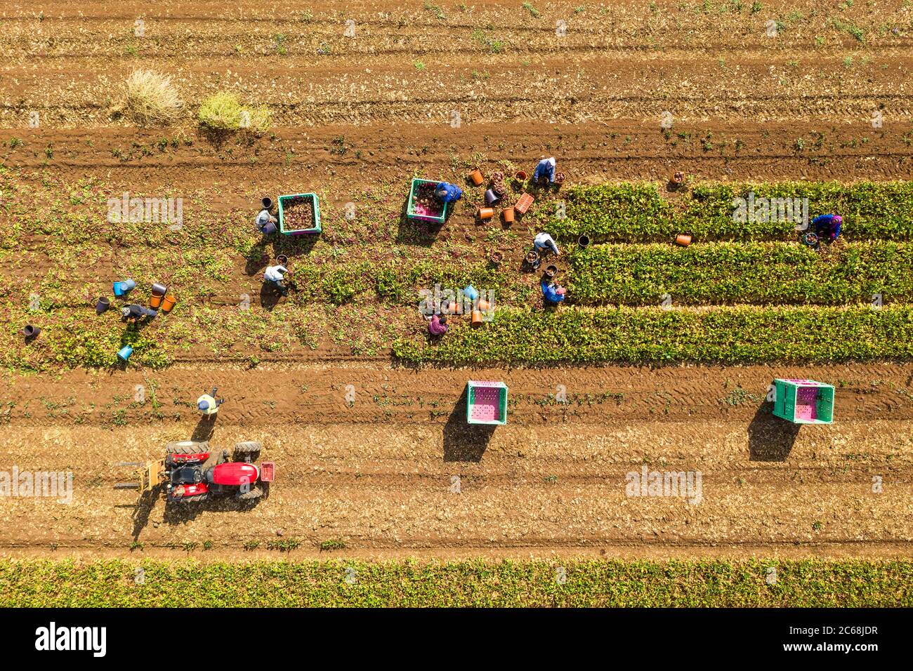 Farm workers picking vegetables in hi-res stock photography and images ...