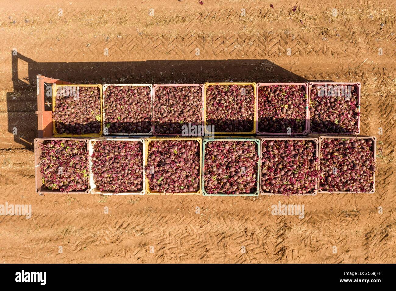 Beetroot plant hi-res stock photography and images - Alamy