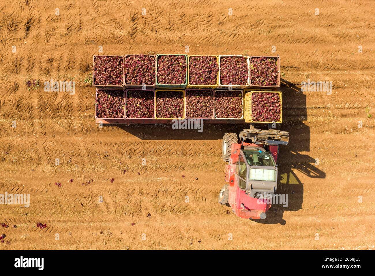 Forklift loading pallets of fresh picked Beetroot onto a parked trailer ...