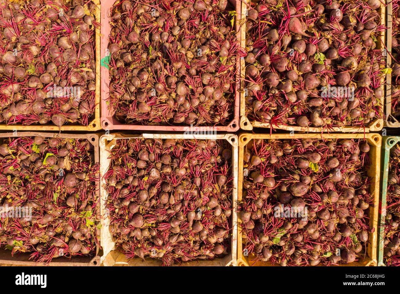 Pallets of fresh picked Beetroot in a parked trailer, Aerial image ...