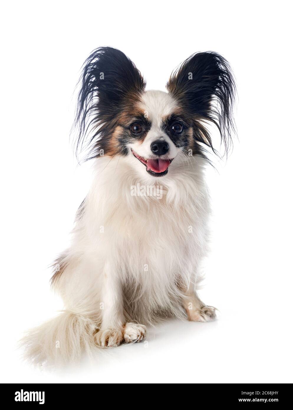 papillon dog in front of white background Stock Photo - Alamy