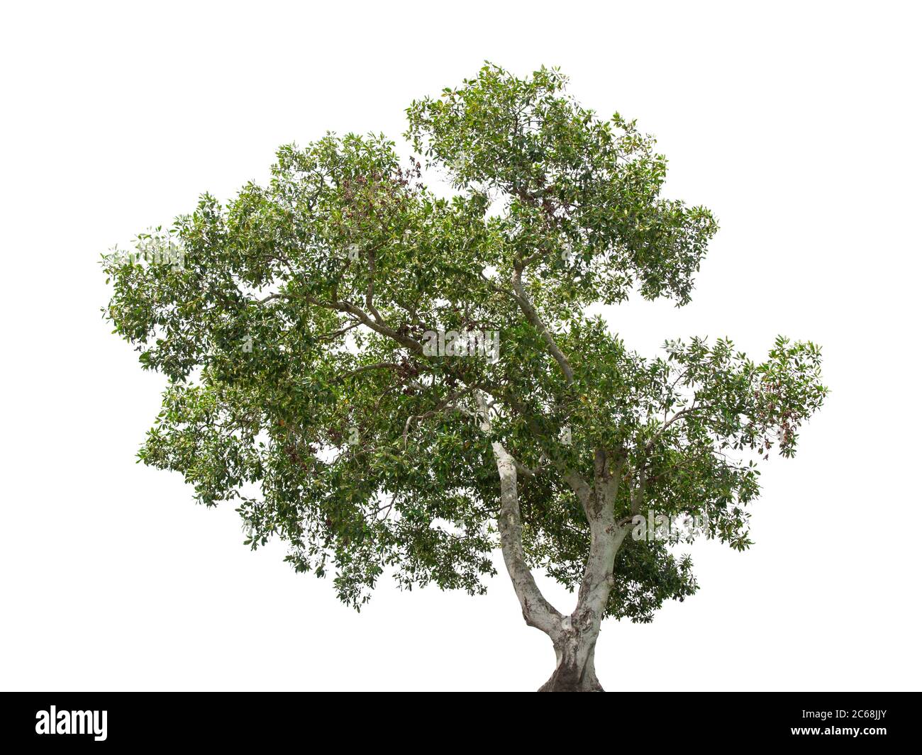 Beautiful green tree isolated on white background Stock Photo - Alamy