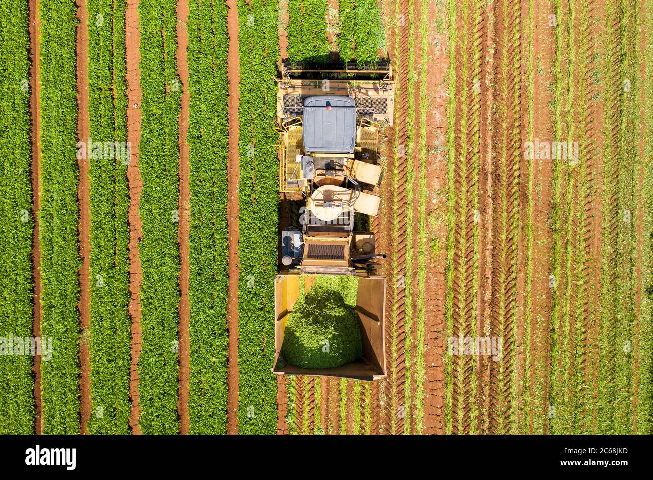 Green Beans picker processing a large field, bucket loaded with fresh ...