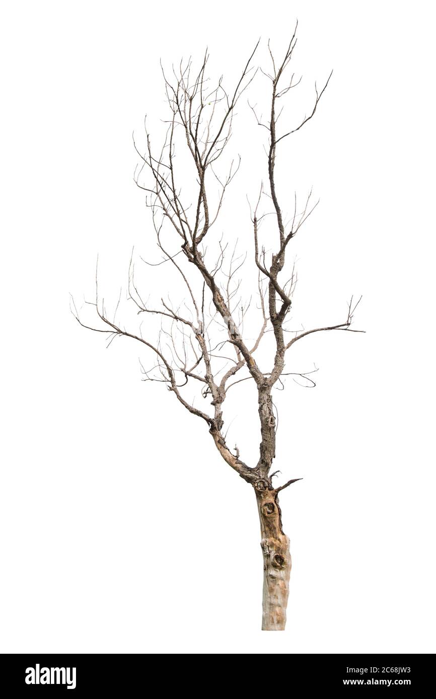 Dead tree isolated on white background Stock Photo - Alamy