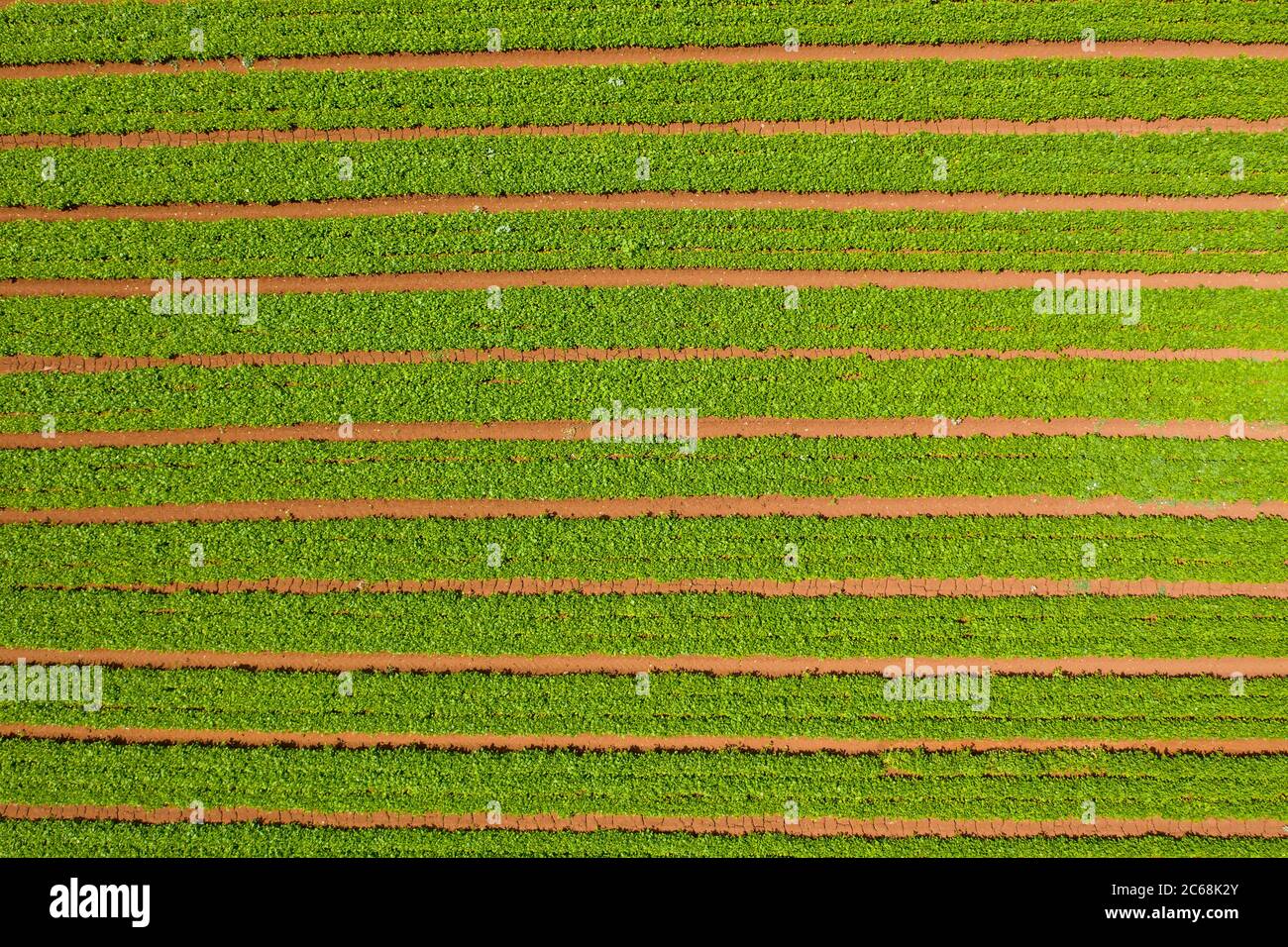 Rows of Green Bean plants ready for picking, Aerial view Stock Photo ...
