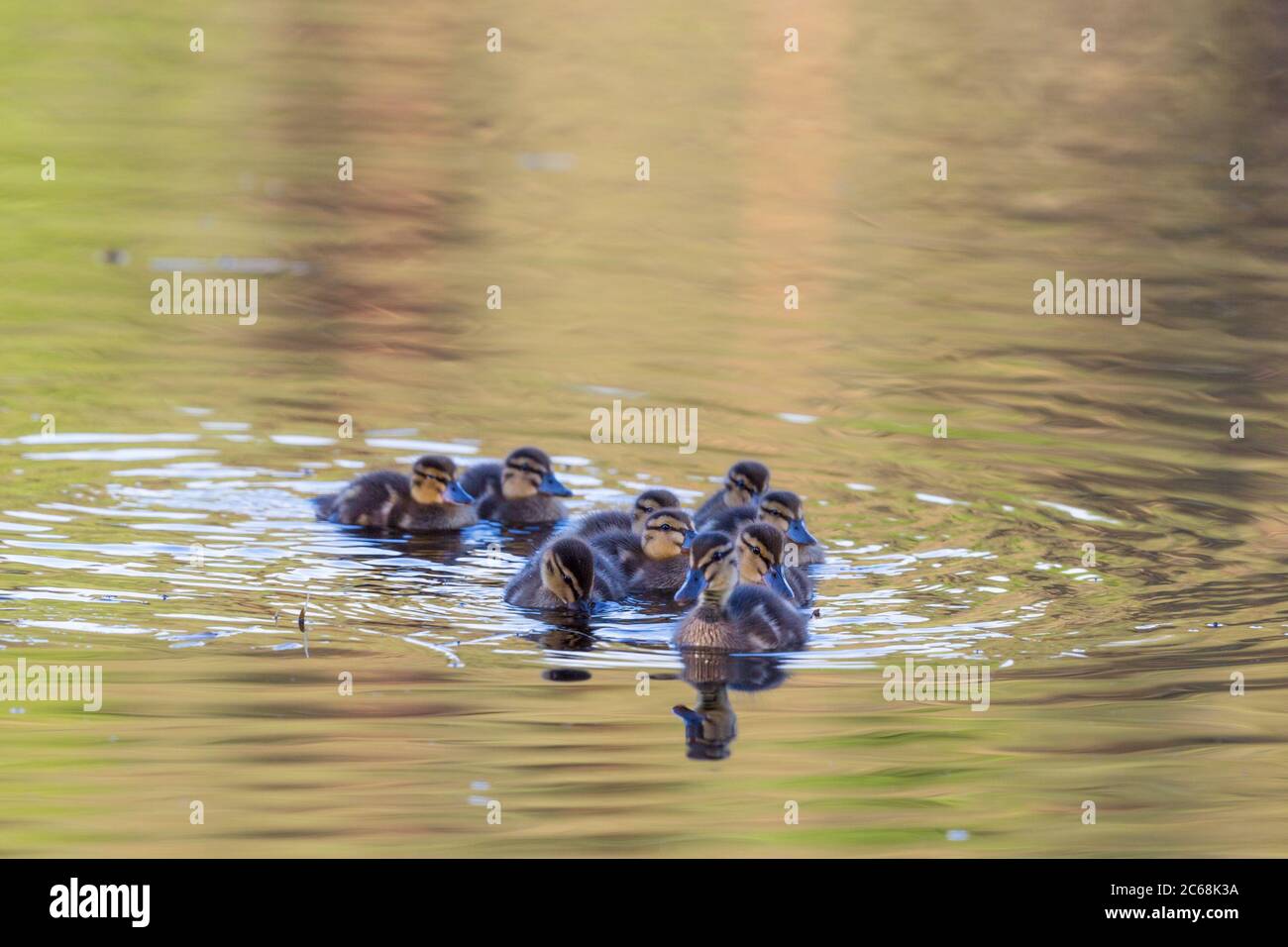 Ducklings flock hi-res stock photography and images - Alamy