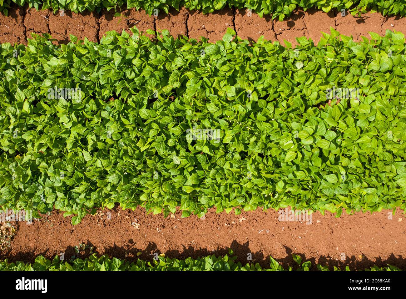 Rows ripening soybean plants hi-res stock photography and images - Alamy