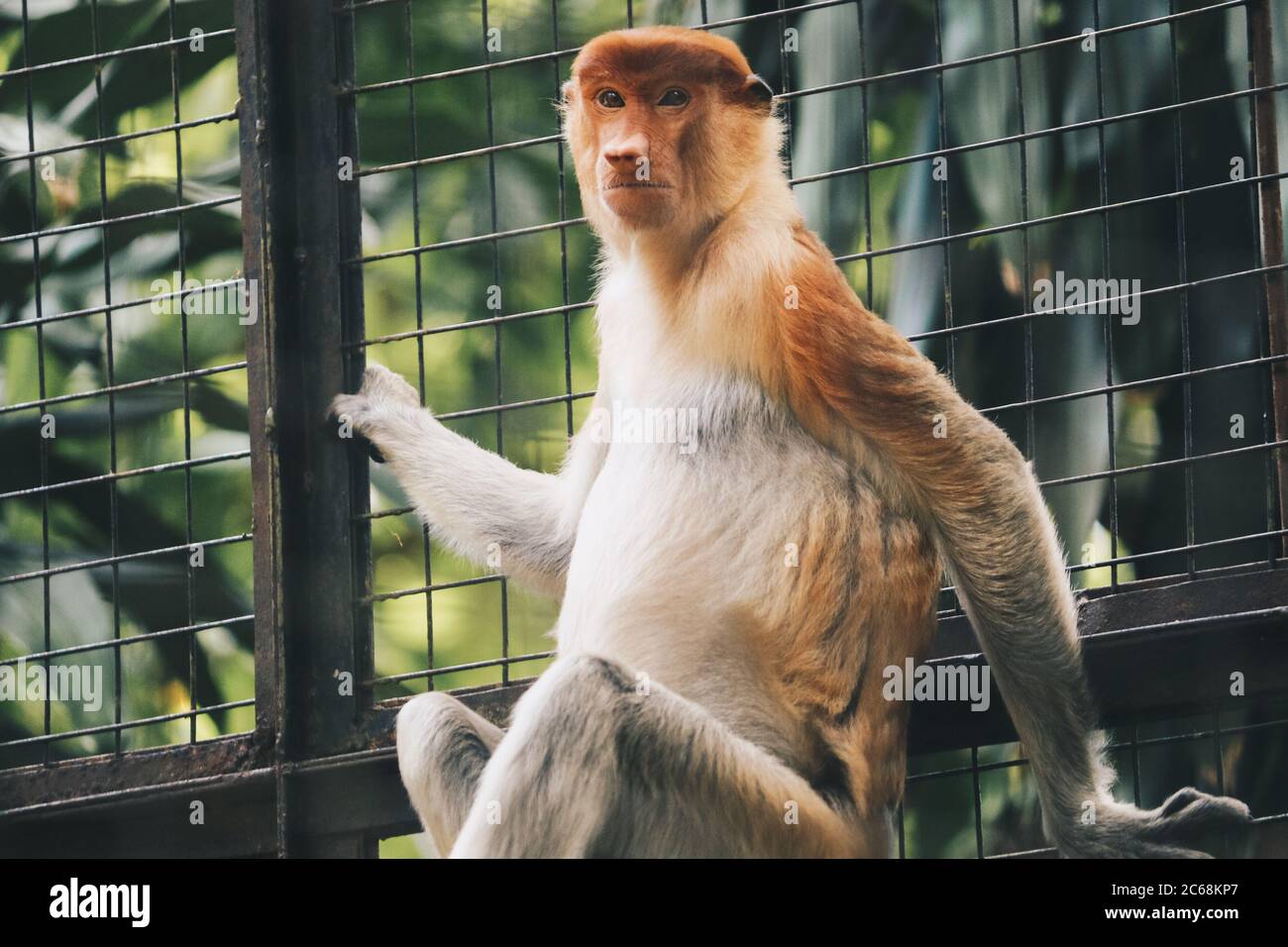 Portrait of Male Proboscis Monkey (Nasalis larvatus) in conservation ...
