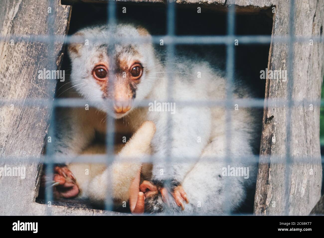 The common white spotted cuscus in the prison Stock Photo - Alamy