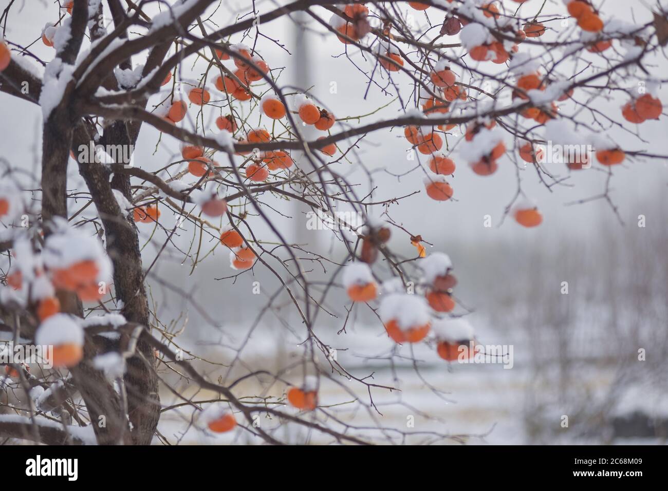 Persimmon tree snow Stock Photo - Alamy