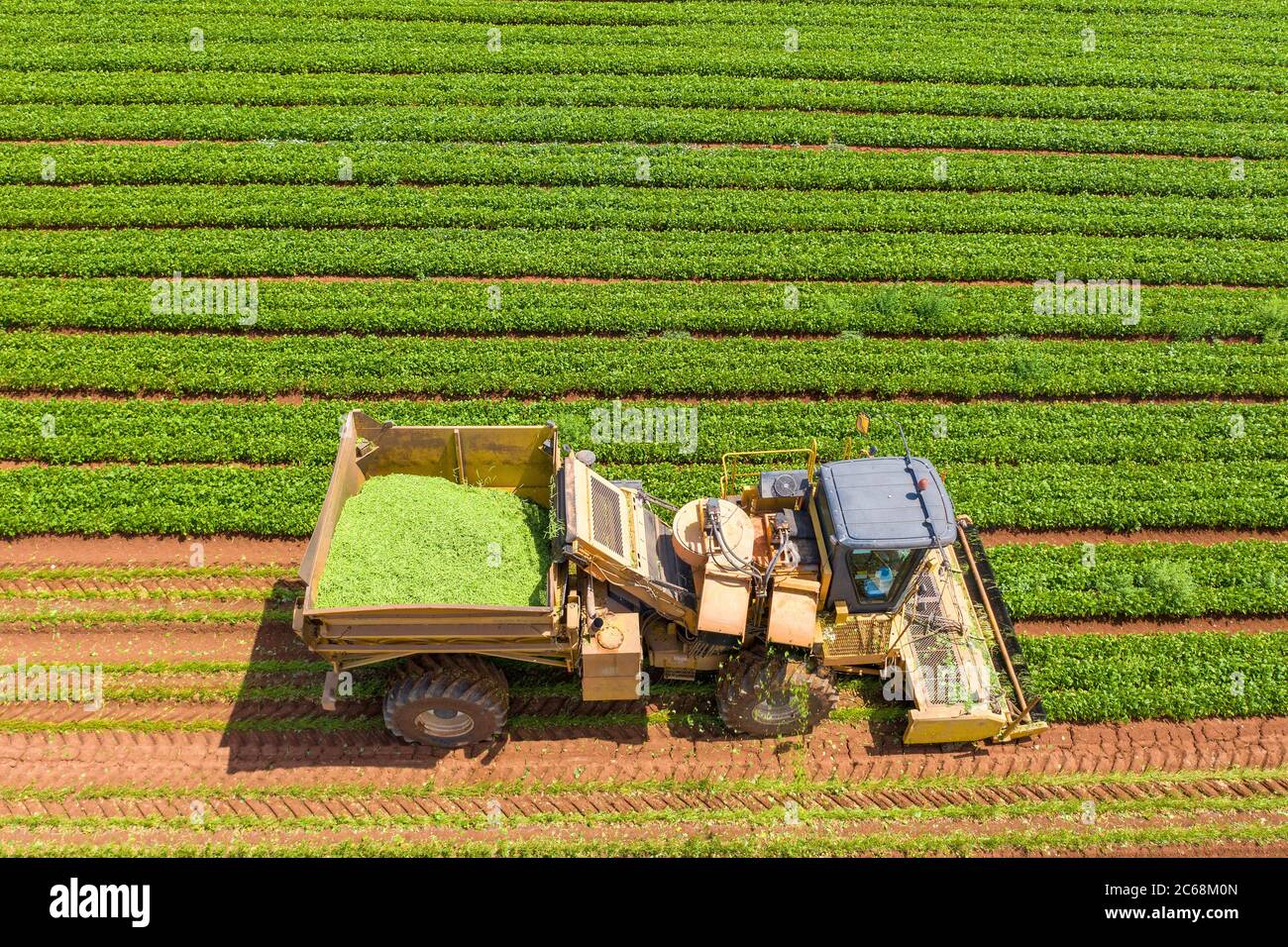Bean picker hi-res stock photography and images - Alamy