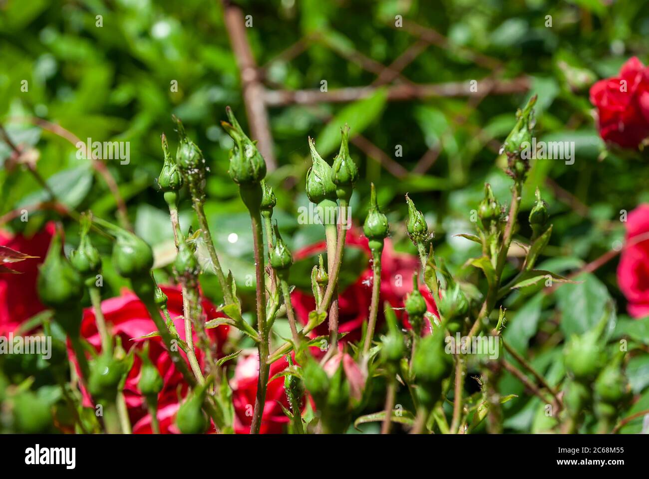 Rose buds growing hi-res stock photography and images - Alamy