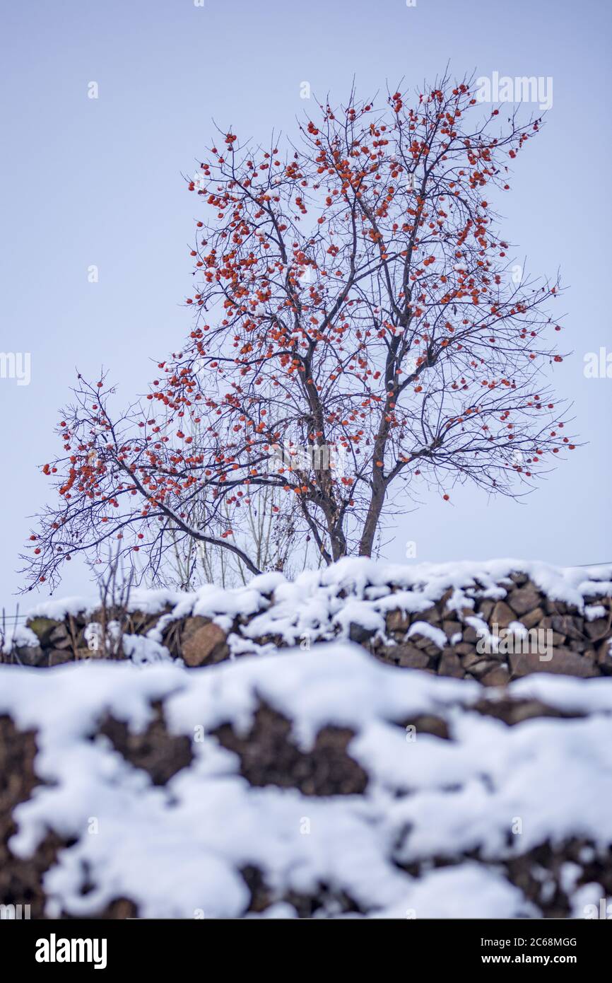 Persimmon tree snow Stock Photo - Alamy