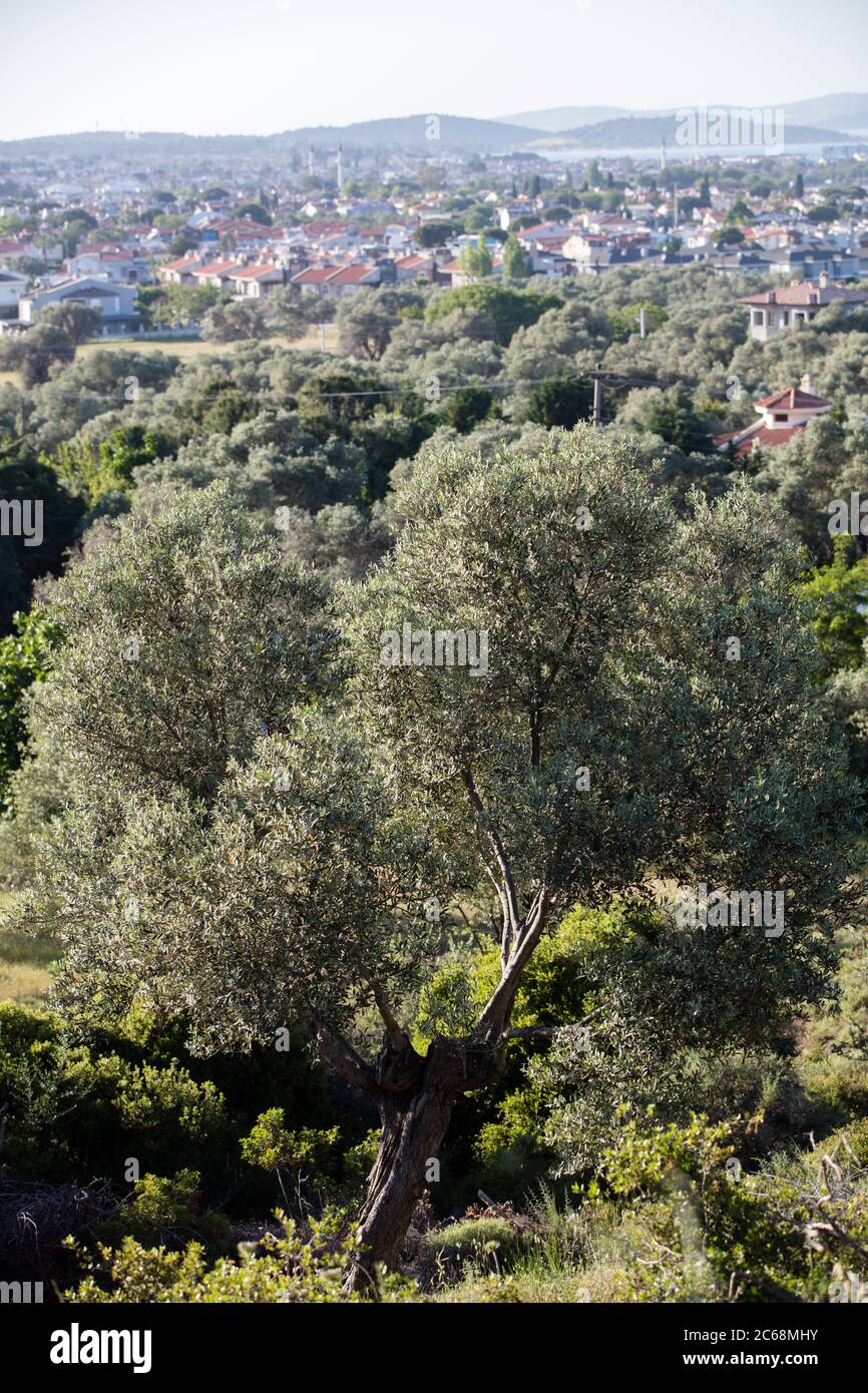 Turkey country farming hi-res stock photography and images - Alamy