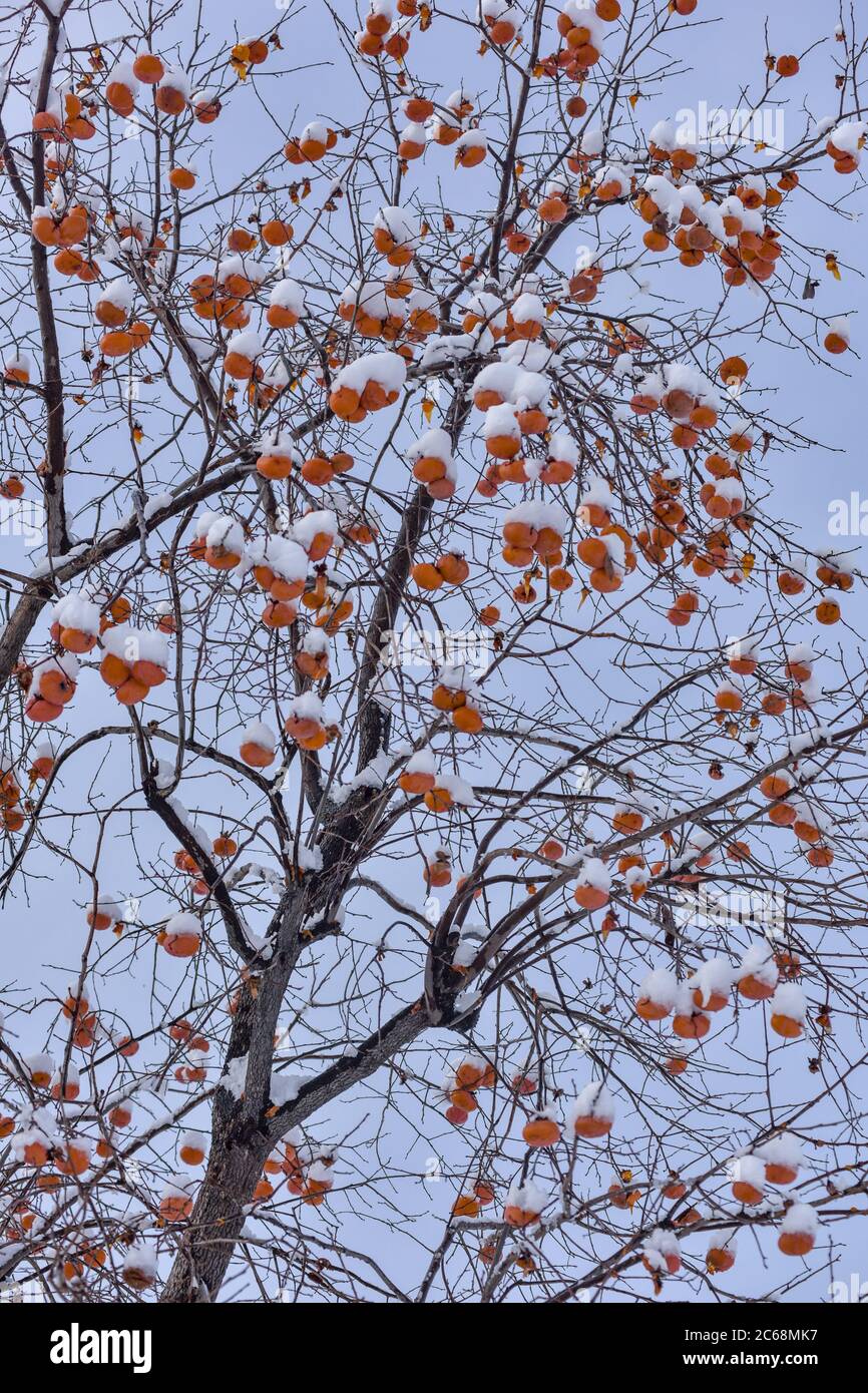 Persimmon tree snow Stock Photo - Alamy